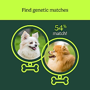 AncestryDNA Know Your Pet DNA: Dog DNA Breed Identification Test, Dog Health Screening, Genetic Traits, DNA Matches, Dog DNA Test, Dog Breed DNA kit, Easy-to-Use Pet DNA Health Test
