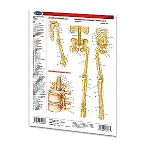 Nervous System Guide - 8.5" x 11" Laminated Medical Quick Reference Guide by Permacharts