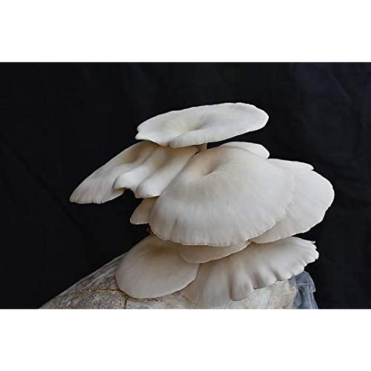 MushroomMediaOnline Fast Fruiting aka Masters Mix (50% Oak/50% Soy Hull Pellets) 40 Pounds