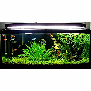 Greenpro Cryptocoryne Parva Freshwater Live Aquarium Plants TC Cup Fish Tank Decoration