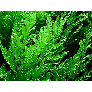 Water Fern Bolbitis Heudelotii Potted Live Aquarium Plant Fresh Water Plants by Greenpro