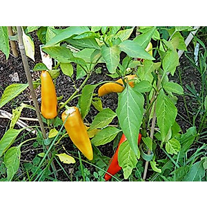 Hungarian Sweet Wax Pepper Seeds, 100+ Heirloom Seeds Per Packet, (Isla's Garden Seeds), Non GMO Seeds, Botanical Name: Capsicum annuum