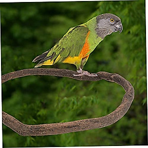 Mipcase 1pc Training Cockatiels Branches Toys Parakeet Supply Resistant Paw Perch Stand Wooden Accessories Conures Bird for Cage Stick Pet Bracket Caciques Parakeets Grinding Hamster