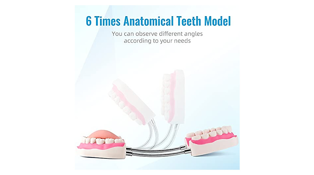 Annhua Large Anatomical Teeth Model for Dental Teaching