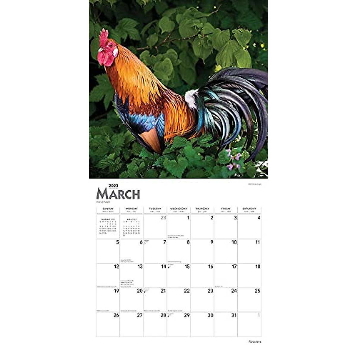 Roosters | 2023 12 x 24 Inch Monthly Square Wall Calendar | BrownTrout | Domestic Farm Barn Animals