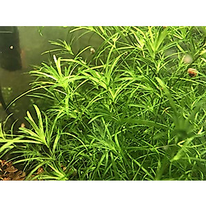 COLIBROX Live Guppy Grass Live Aquarium Plant (Najas guadalupensis)