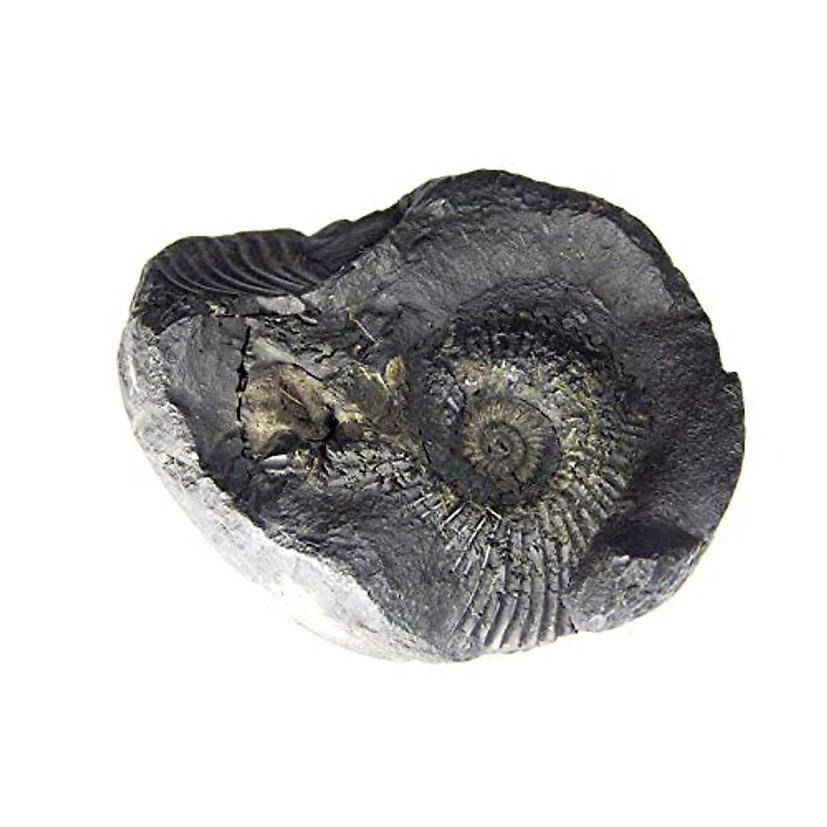 XUETZALCOATL Shatrughnah Sudarshan Shaligram 1.5cm - 2.5cm from Kali Gandaki 1 pcs