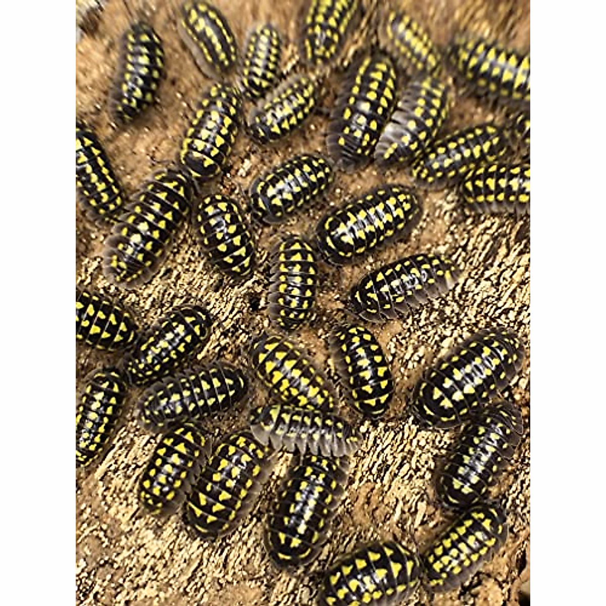 Armadillidium Gestroi Isopods 12 Count Roly Poly Insects Cleanup Feeder Crew for Terrarium Reptile Pet Food