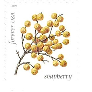 Winter Berries Book of 20 First Class US Postage Stamps Wedding Celebrate Engagement (20 Stamps)