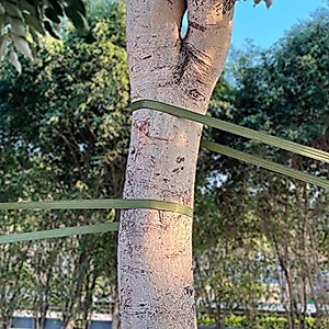 Tenn Well Tree Support Strap, 65 Feet x 1 inch Tree Straps for Staking, Nylon Tree Tie Rope for Plant Support, Straightening (2200 Lbs Strength, Green)