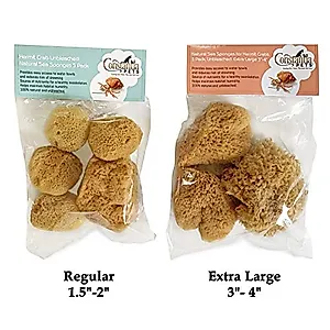 Constantia Pets Hermit Crab Real Sea Sponges - 5 Pack Unbleached, Provides Nutrients, Safer Drinking and Helps Maintain Habitat Tank Humidity