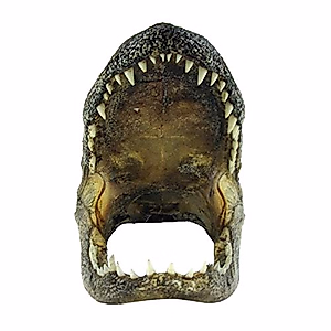 Pen Kit Mall - Taxidermy American Alligator Head (6-7 Inch) Authentic Florida Wildlife Real Animal Reptile Skull