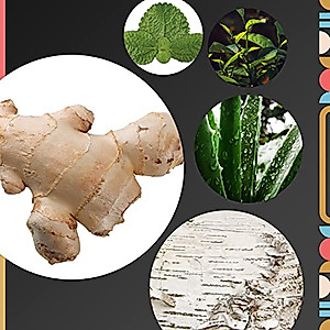 MY BLACK IS BEAUTIFUL Balancing Sulfate Free Conditioner for Dry and Damaged Hair, Blue Ginger Mint, 8.4 fl oz