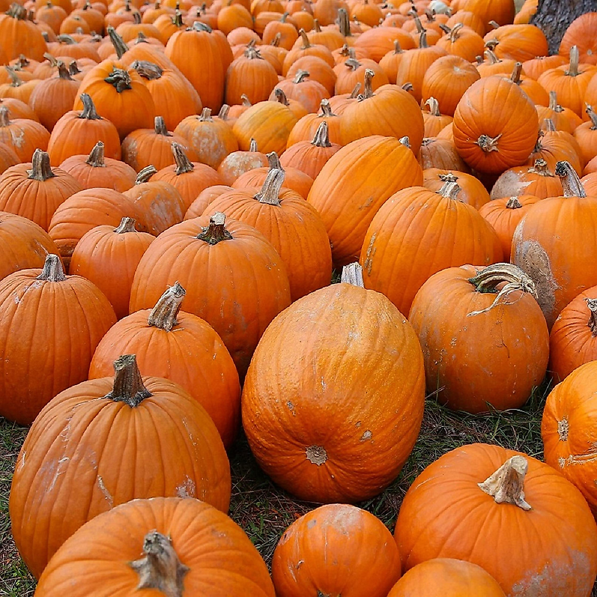 Small Sugar Pumpkin Seeds for Planting - Non-GMO Heirloom Packet with Instructions to Plant a Home Vegetable Garden - Great Gardening Gift - 25 Seeds Per Pack (1 Packet)