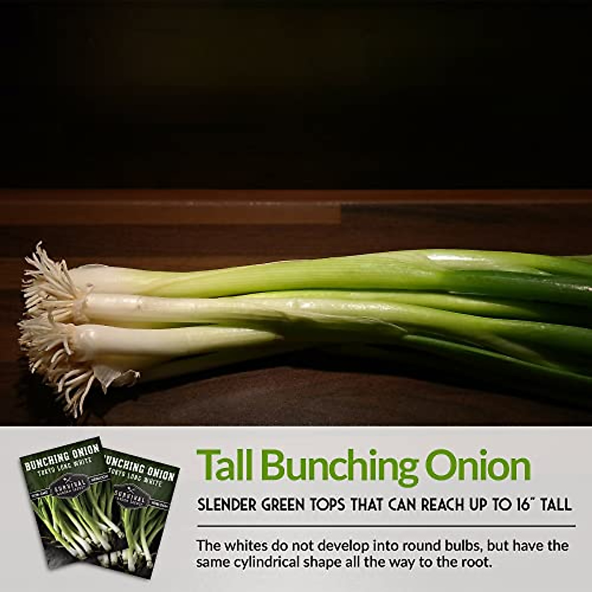 Survival Garden Seeds - Tokyo Long White Onion Seed for Planting - Pack with Instructions to Plant and Grow Asian Green Onions in Your Home Vegetable Garden - Non-GMO Heirloom Variety