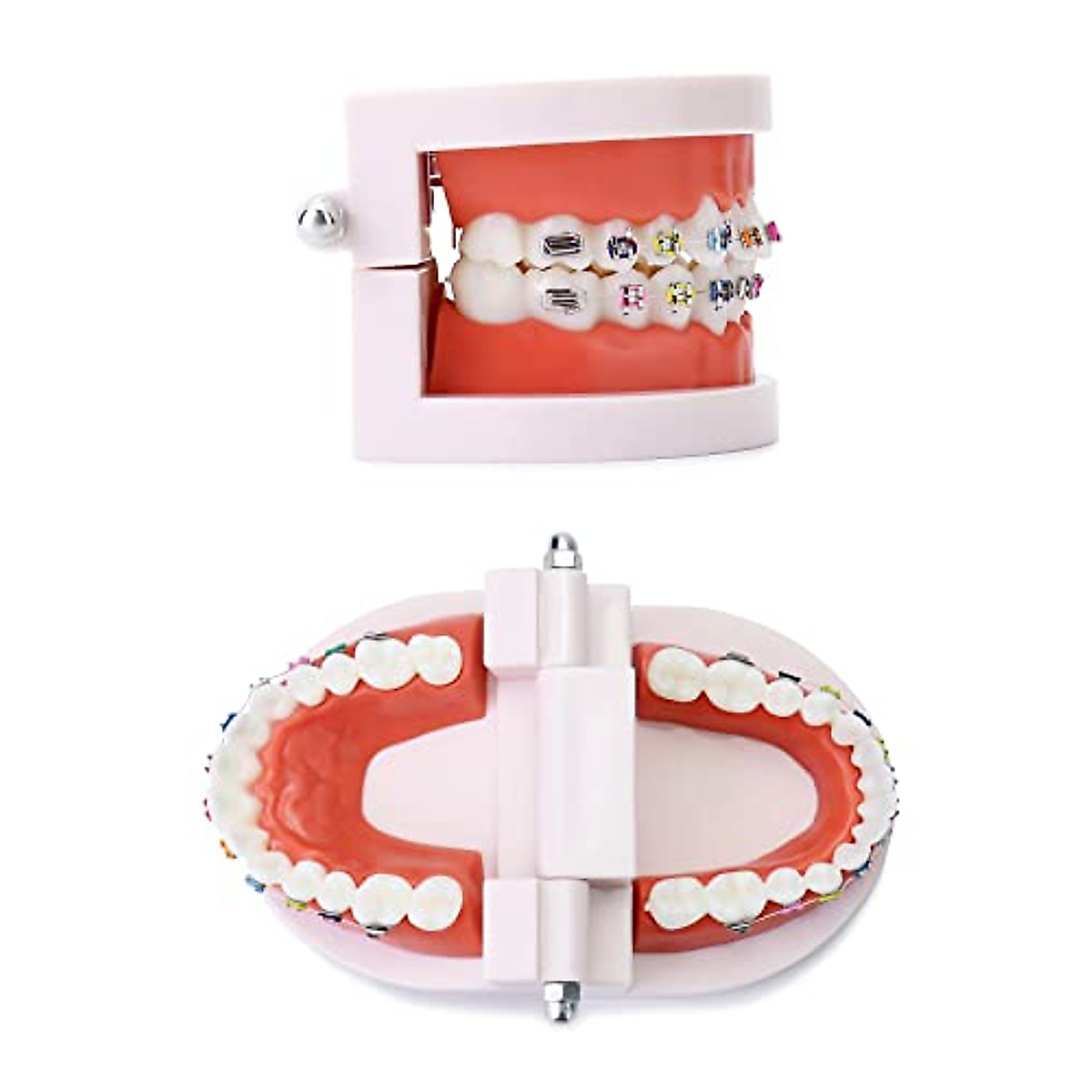 QWORK Typodonts Orthodontics Demonstration Model, Dental Tooth Research Model with Metal Wires and Ceramic Brackets, Teaching Teach Explanation Model for Adults