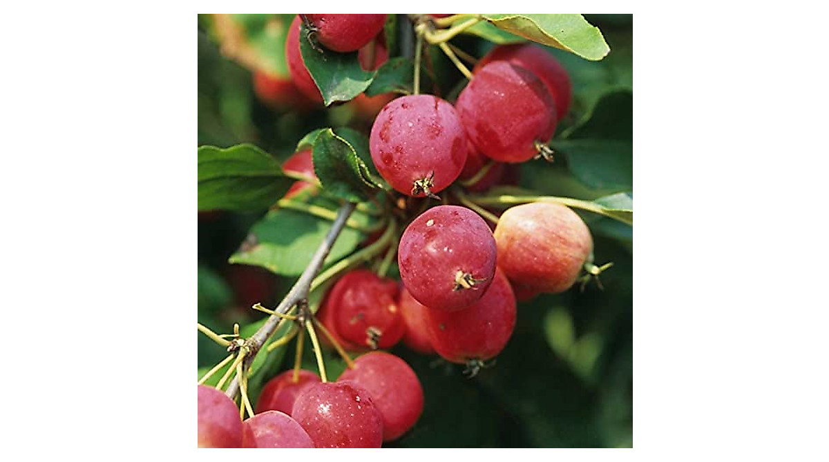 Buy 2 Dolgo Crabapple Trees - Hardy Live Plants