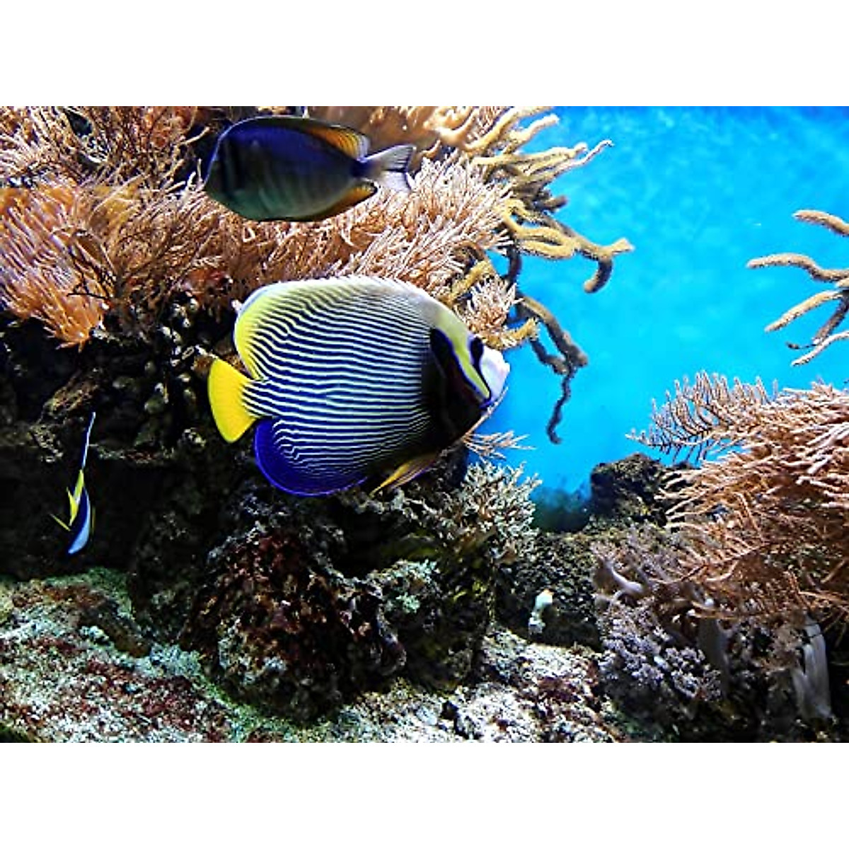 Rite-Size C Filter Penguin Replacement Cartridge 6-Pack Fits Power Filter 170, 200, 275, 330, 350 and 375 Bundled with PetWealth Aquarium Maintenance Chart