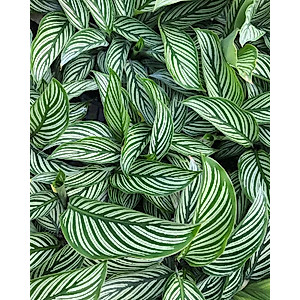 Calathea Vittata (Peacock Plant) Live Plant for Garden - 2" Pot Live Plant