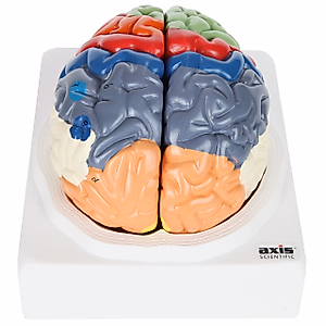 Axis Scientific Human Brain Model Anatomy with Colored and Numbered Regions, 2-Part Human Brain Model Disassembled – Includes Base, Detailed Product Manual and 3 Year Warranty