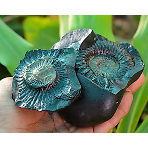 3.5"X3"Shri Laxmi Narayan Shaligram, Rare & Special One Piece, Religious Gifts, Saligram Stone - Gandaki River -I-6054