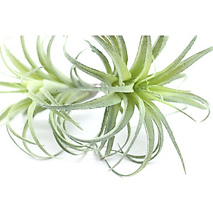 ZJCilected 2PCS Artificial Flocking Tillandsia Air Plants Faux Succulents Bromeliads for Indoor/Outdoor Garden and Home Decor, Terrarium Decorations, Arrangements, Office, and Displays(Small)