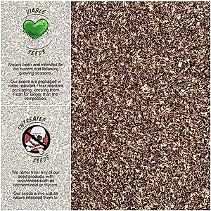 Seed Needs, Garnet Stem Dandelion Seeds - 500 Heirloom Seeds for Planting Cichorium intybus - Non-GMO & Untreated (2 Packs)