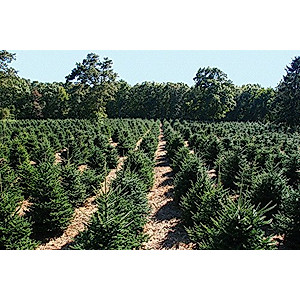 Award Winning Fir Needle Soy Candle with Wooden Wick LSJ12Natural