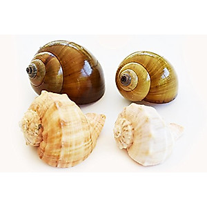 4 Large Shell Hermit Crab Changing Set - Select Shells - Large 1 1/4"-1 3/4"+ Opening - Land Snail and Conch Shells