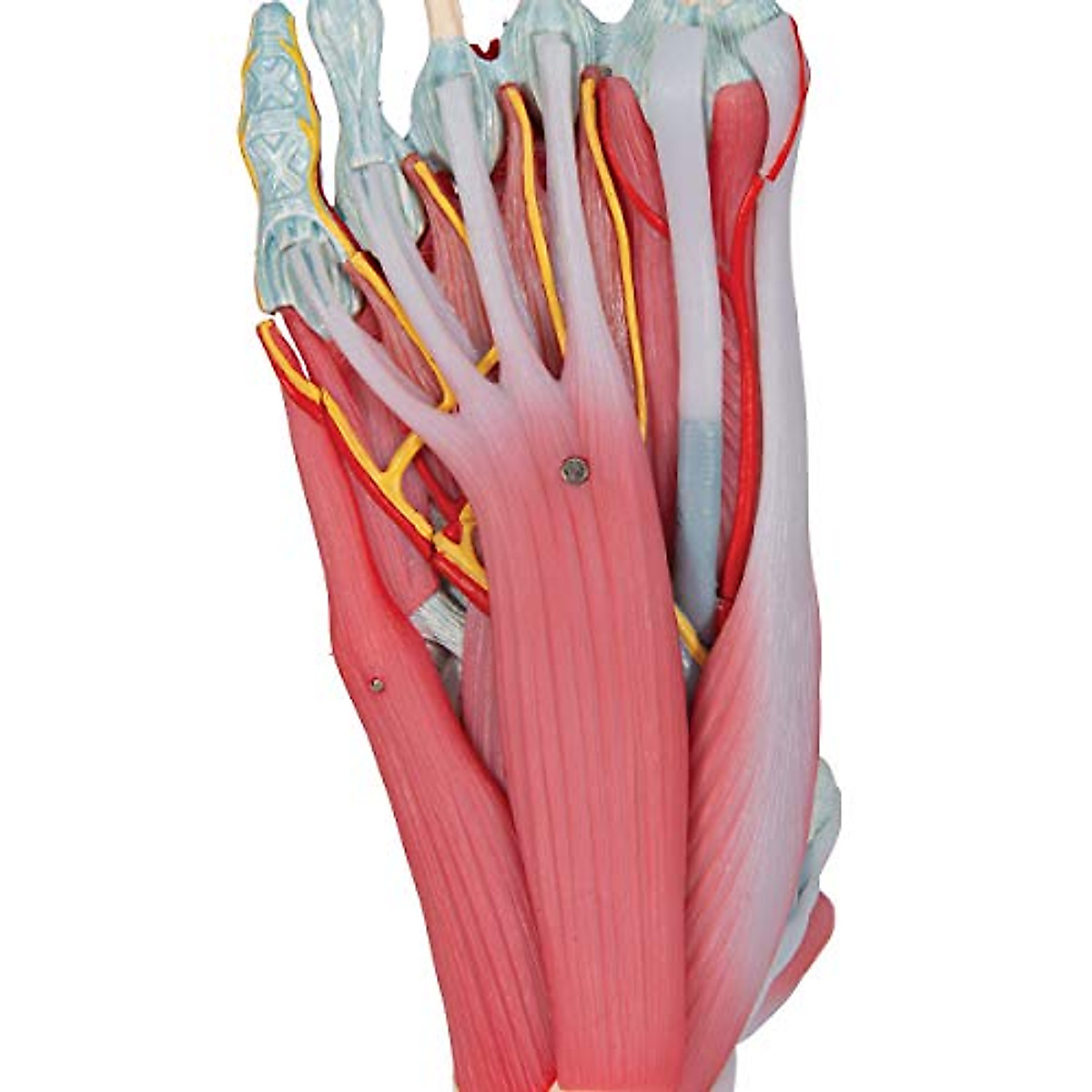 3B Scientific M34/1 Foot Skeleton w/ Ligaments and Muscles - 3B Smart Anatomy