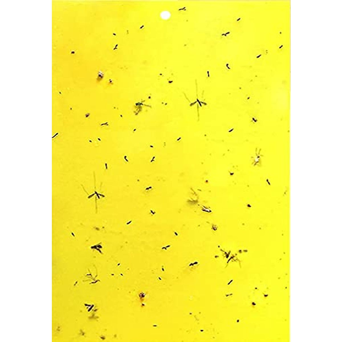 HGSLWFT 5 Count Sticky White Fly Trap (Pack of 5)