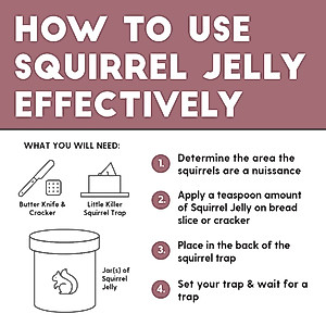 Squirrel Jelly Paste Bait 8 Ounce | Irresistible Sweet Scented & Highly Attractive Lure for Red & Grey Squirrels Chipmunks | Good All Season Long