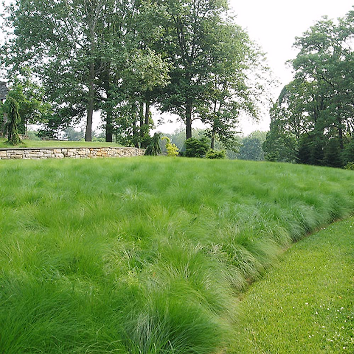 QAUZUY GARDEN 200 Prairie Dropseed Seeds (Sporobolus Heterolepis) Ornamental Native Grass - Drought Tolerant - Perennial Ground Lawn Cover grass - Low-Maintenance