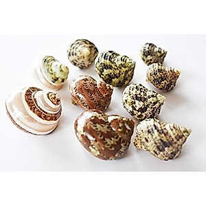 FSG - Select 10 Hermit Crab Shells Deluxe Turbo Changing Seashells Medium 1"-2" Size (Opening Size 1/2" - 1") Beautiful