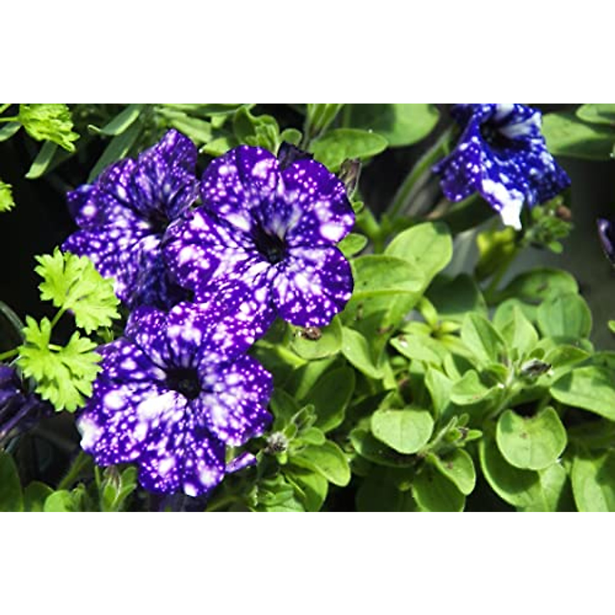 GardenGeng 300+ Rare Night Sky Petunia Seeds for Hanging Baskets - Dwarf Wave Petunia Flower Seeds for Planting Home Garden Non-GMO Heirloom Variety