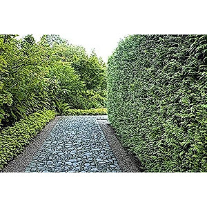 Green Giant Arborvitae | 3 Live 1 Gallon Trees | Thuja Plicata | Evergreen Privacy Screening Plants