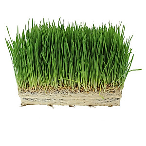 Organic Cat Grass Seed Blend for Planting - 12 oz. Handy Pantry Brand - A Healthy Mix of Organic Wheatgrass Seeds, Barley, Oats, and Rye Seeds - Non-GMO Wheatgrass Seeds for Pets