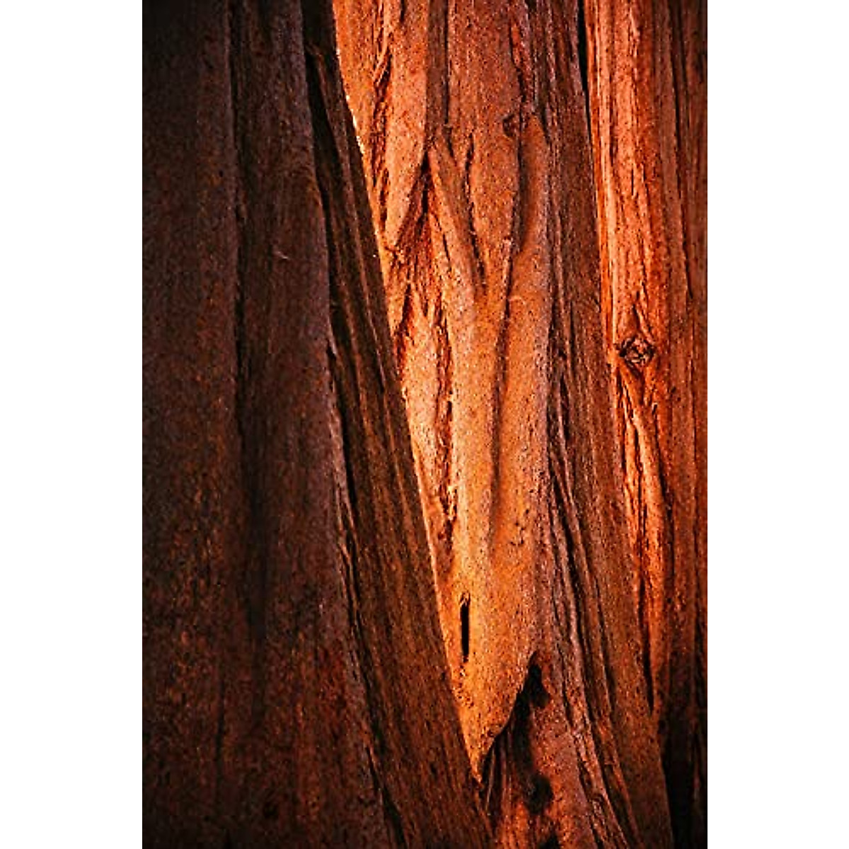 Giant Sequoia | Small Tree Seedling | The Jonsteen Company