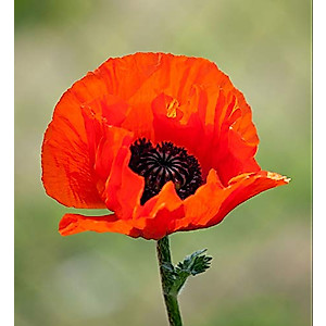 Red American Legion Poppy Seeds, 3000 Heirloom Flower Seeds Per Packet, (Isla's Garden Seeds), Non GMO Seeds, Scientific Name: Papaver rhoeas