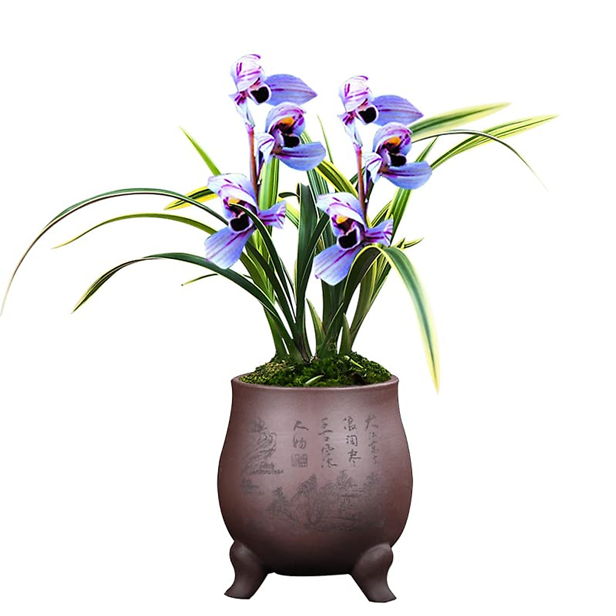 Indoor Plants, Orchids Plants Live—Exotic Easy Species, Gardening Gifts for Women, Easy to Grow&Bloom, NOT in-Bud/Bloom When Shipped (Purple Moon)