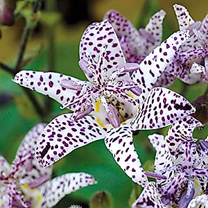 QAUZUY GARDEN Japanese Toad Lily 20 Seeds/Seed -Tricyrtis Shade Perennial Deer Resistant Eye-catching Flower for Home Bonsai Garden Decor Easy to Grow