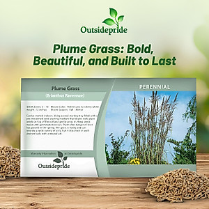 Outsidepride 500 Seeds Perennial Erianthus Ravennae Plume Ornamental Grass Seed for Planting