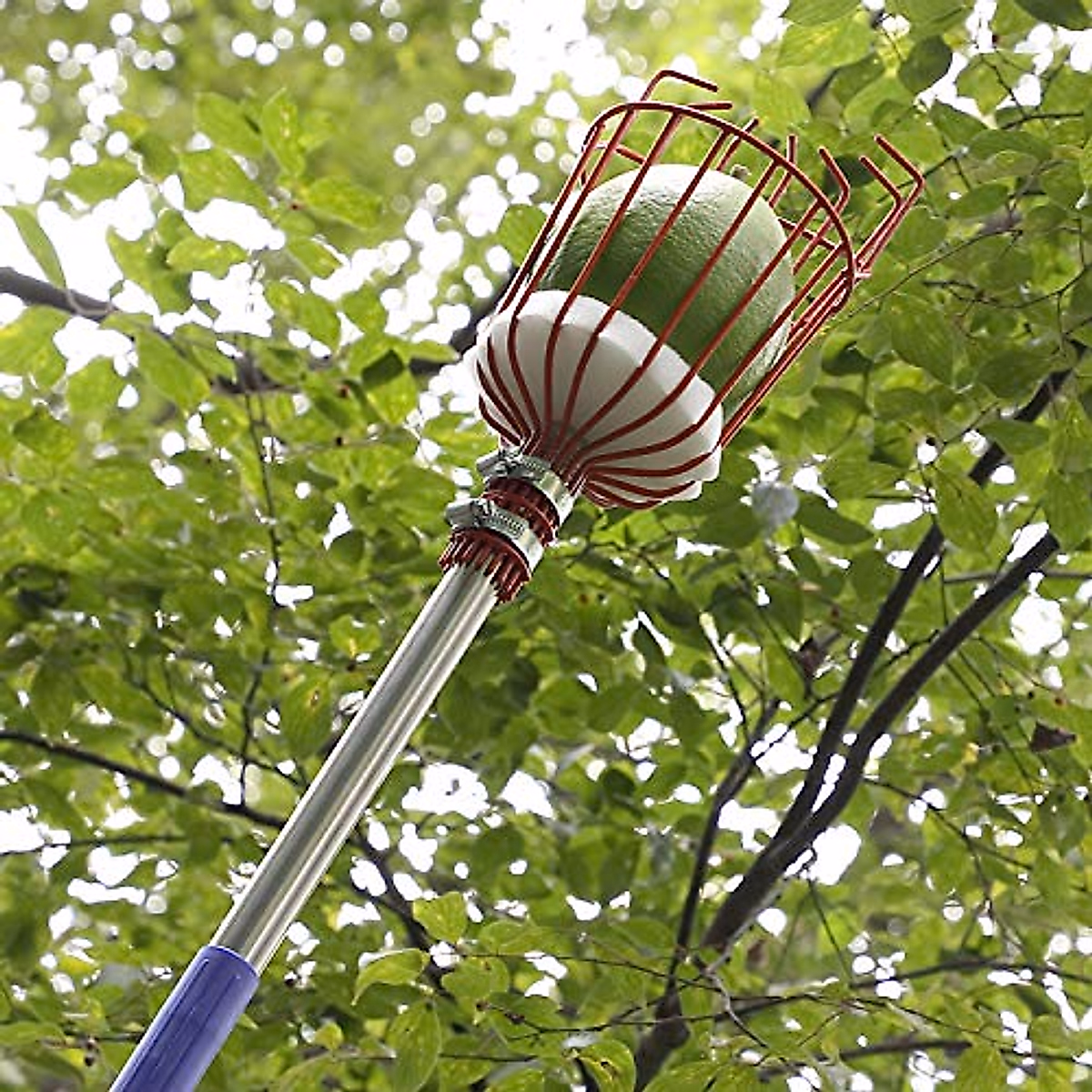 FLY HAWK Fruit Picker Tool,10 FT Long Fruit Picker Equipped with Optional Splicing of Lightweight Stainless Steel to Pick Apples, Oranges and Fruit Trees (10 FT)