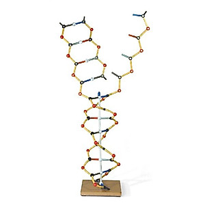 3B Scientific W19801 DNA RNA Model, 50cm Height