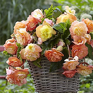 Begonia Tubers - Splendide Ballerina - 9 Tubers - Mixed Flower Bulbs, Tuber Attracts Pollinators, Easy to Grow & Maintain, Fast Growing, Container Garden