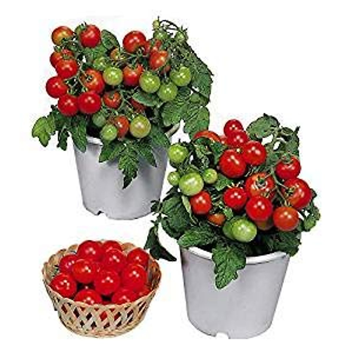 30+ Dwarf Red Robin Tomato Seeds, Heirloom Non-GMO, Sweet, Low Acid, Determinate, Open-Pollinated, Delicious, Lycopersicon lycopersicum, from USA