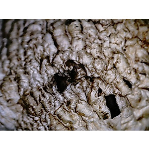 Celestron 44314 FlipView Handheld LCD Microscope (Grey)