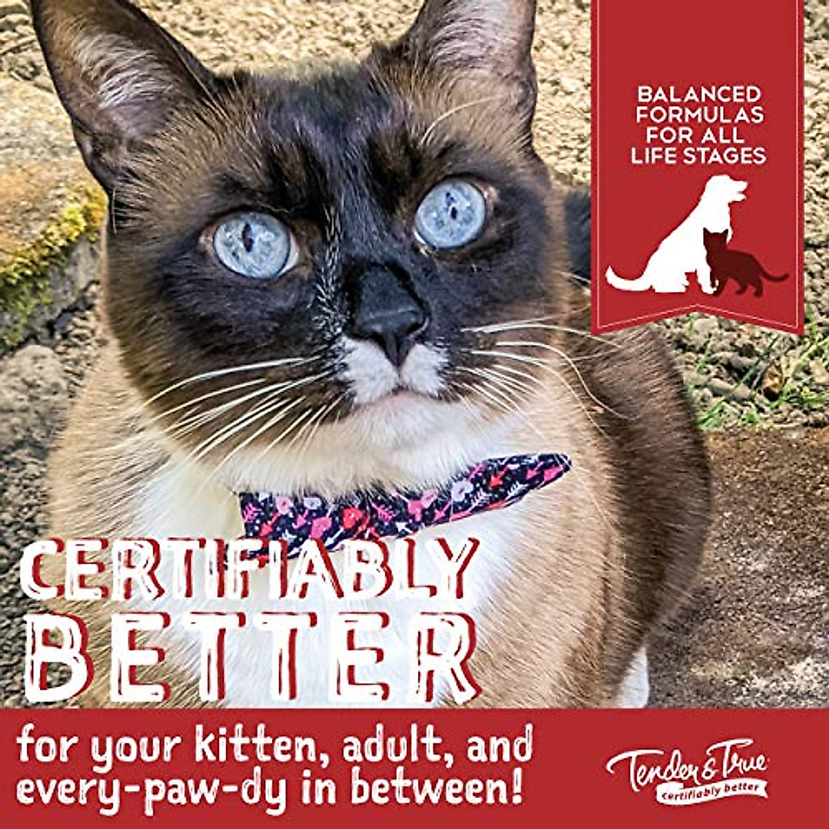 Tender & True Pet Nutrition Antibiotic-Free Chicken & Brown Rice Recipe Cat Food, 3 lb (32001)