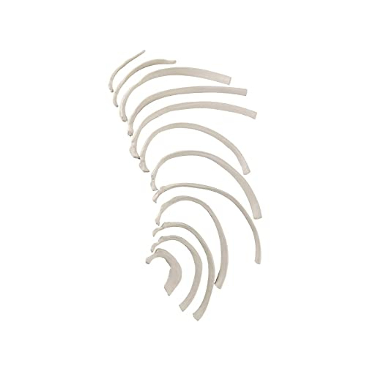 Wellden Medical Full Disarticulated Skeleton, Human Anatomical, Life-Size, 170cm