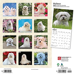 Maltese | 2023 12 x 24 Inch Monthly Square Wall Calendar | Foil Stamped Cover | BrownTrout | Animals Small Dog Breeds DogDays